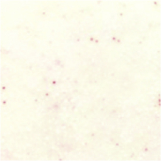 SC10 Yogurt - Solid Surfacing - Surell®